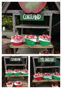 Fall Activity for Kids & Families: Apple Picking